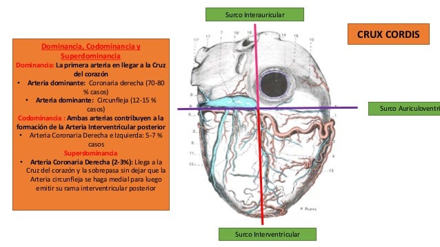 Arterias del corazon