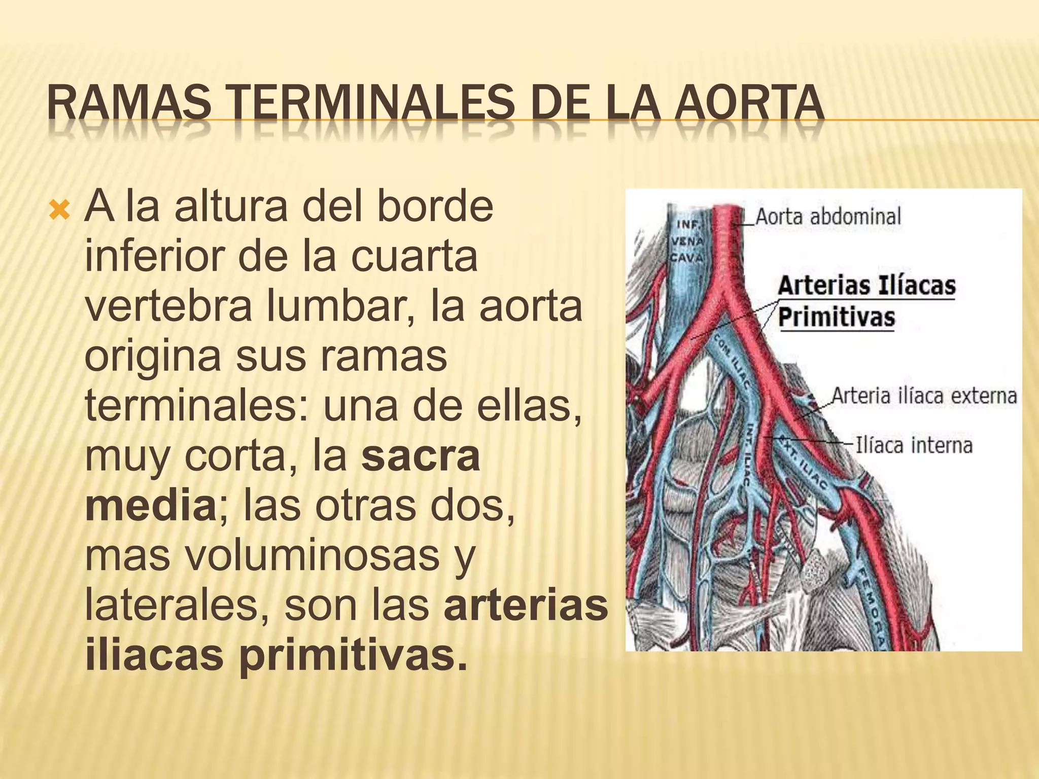 Arterias del miembro pelvico | PPTX