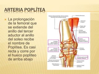 Arterias del miembro pelvico | PPTX