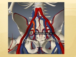 Arterias del miembro pelvico | PPTX