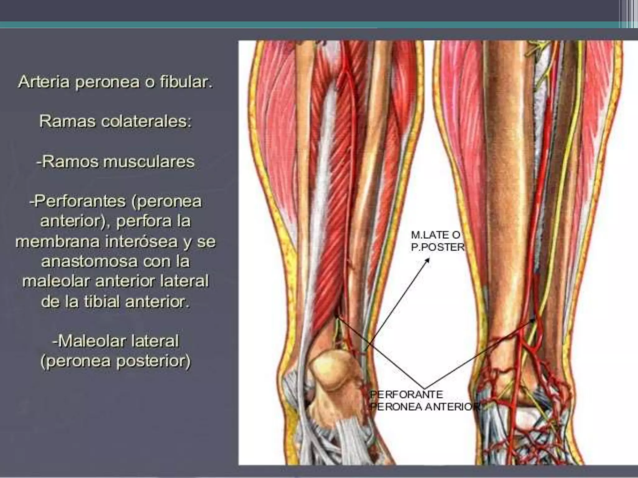 Arterias de los miembros inferiores | PPTX
