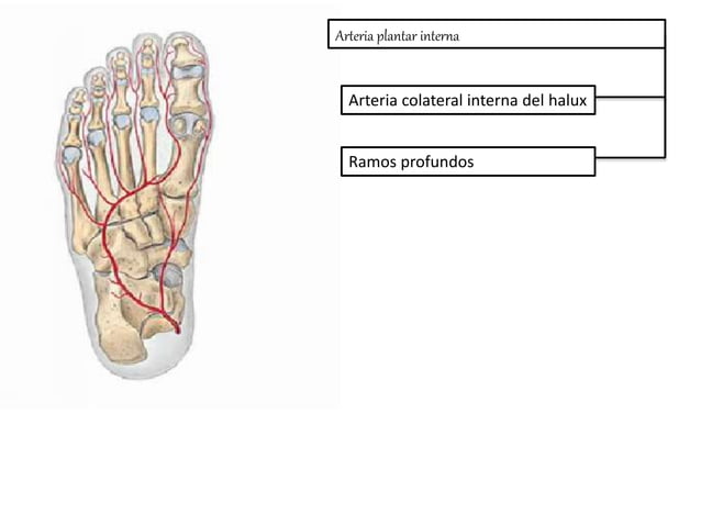 arterias y venas del pie | PPTX