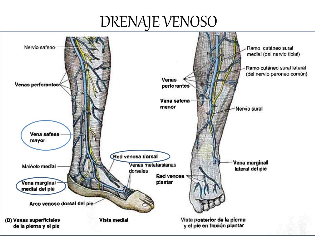 arterias y venas del pie