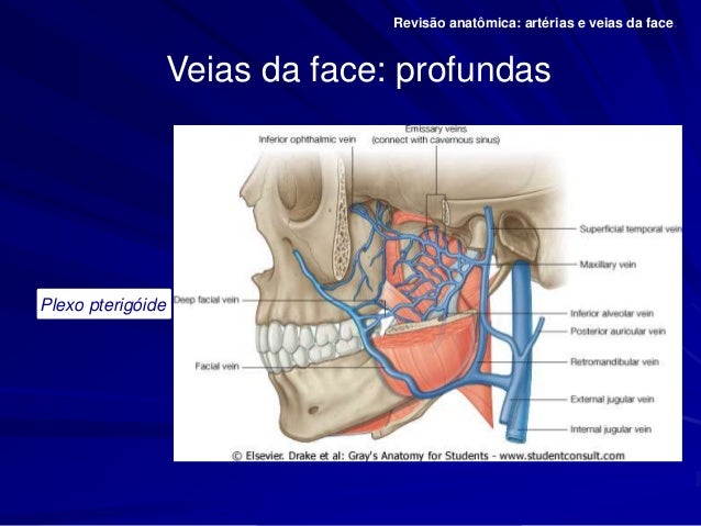 Arterias e veias da face 2015