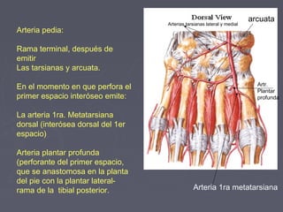 Arterias extremidades inferiores | PPT