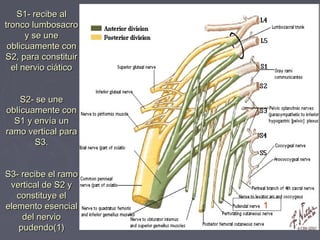 Arterias extremidades inferiores | PPT