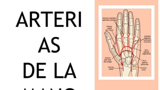 ARTERIAS DE LA MANO- MEDICINA HUMANA- ANATOMIA | PPTX