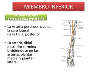 ARTERIAS MI.pptx