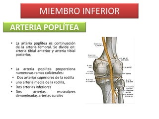 ARTERIAS MI.pptx