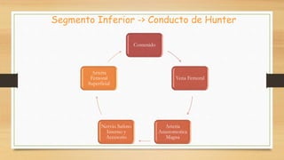 Arterias Miembro Inferior | PPTX