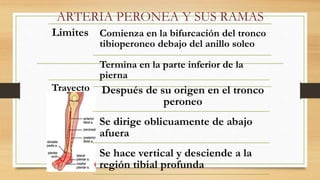 Arterias Miembro Inferior | PPTX