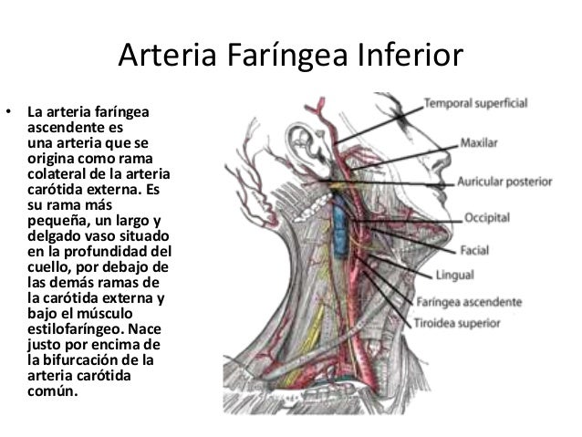 Arterias palatina inferior, superior y arteria faríngea