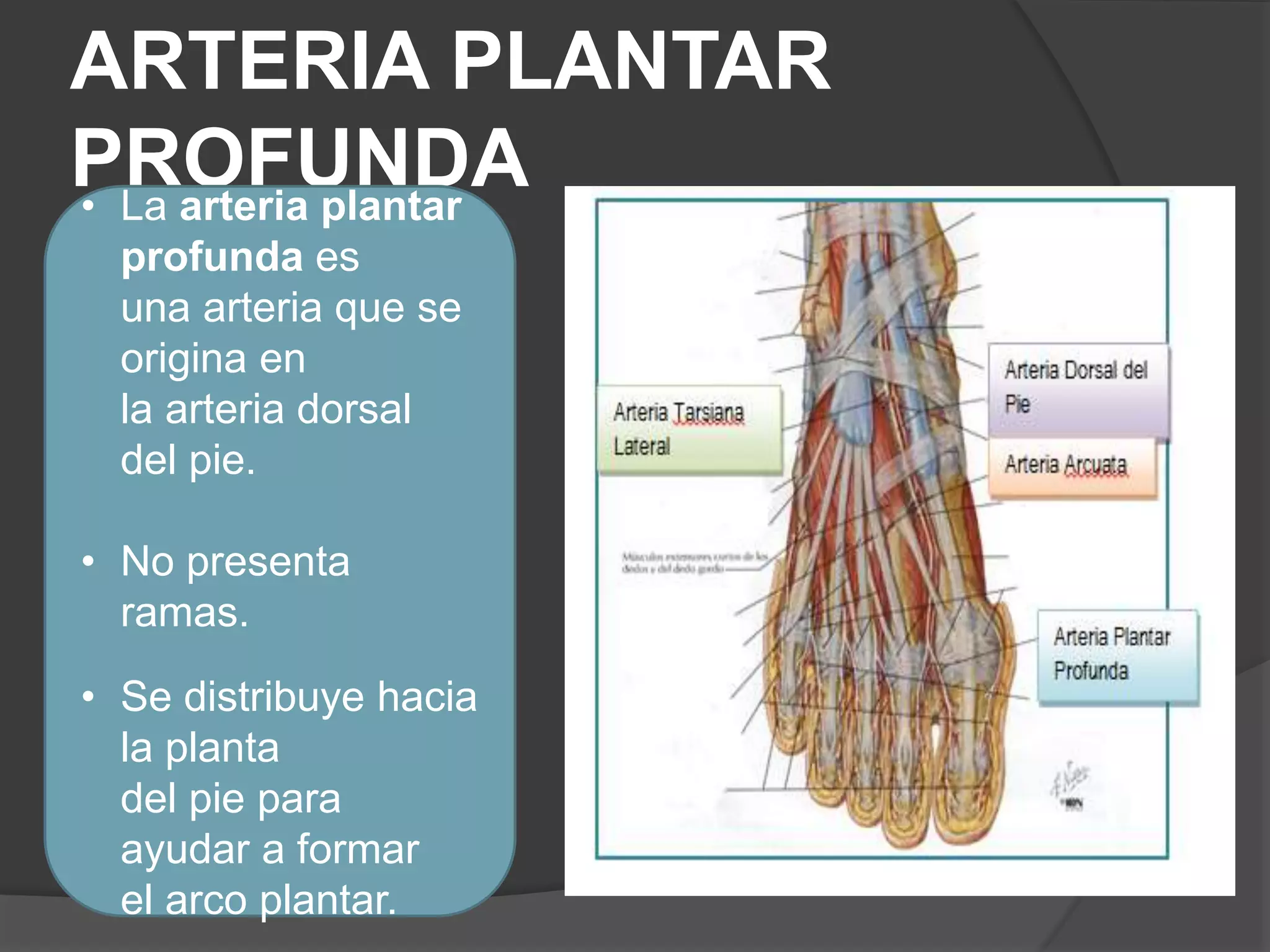 Arterias pierna | PPTX