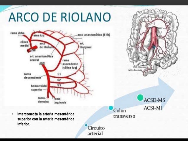 Trabajo de Anatomía.
