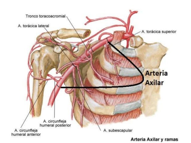 Arteria subclavia y sus ramas