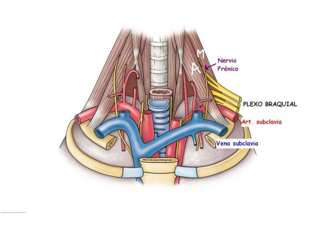 Arteria subclavia y sus ramas