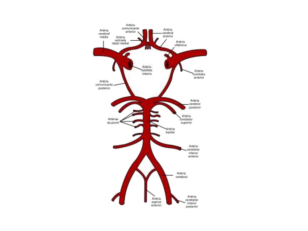 Arteria subclavia y sus ramas