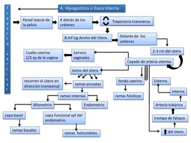 Arterias uterina y ovarica