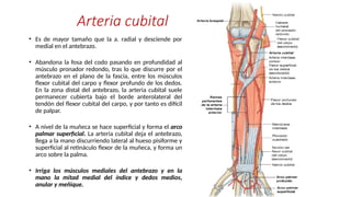 ARTERIAS, VENAS E INERVACION DE MMSS..pptx