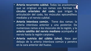 Anatomy and Relationships of the Axillary, Brachial, and Ulnar Arteries ...