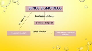 Arterias, venas y nervios de cabeza y cuello | PPTX