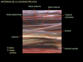 Arterias y nervios de la cavidad pélvica | PPT