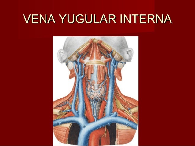 Arterias y venas del cuello