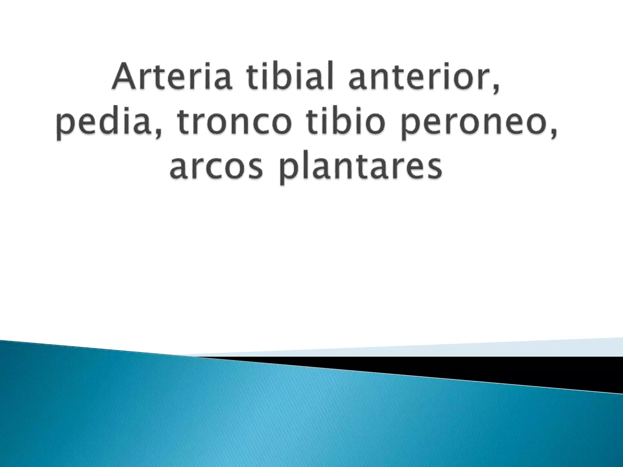 Arteria tibial anterior, pedia, tronco tibio peroneo y arcos plantares ...