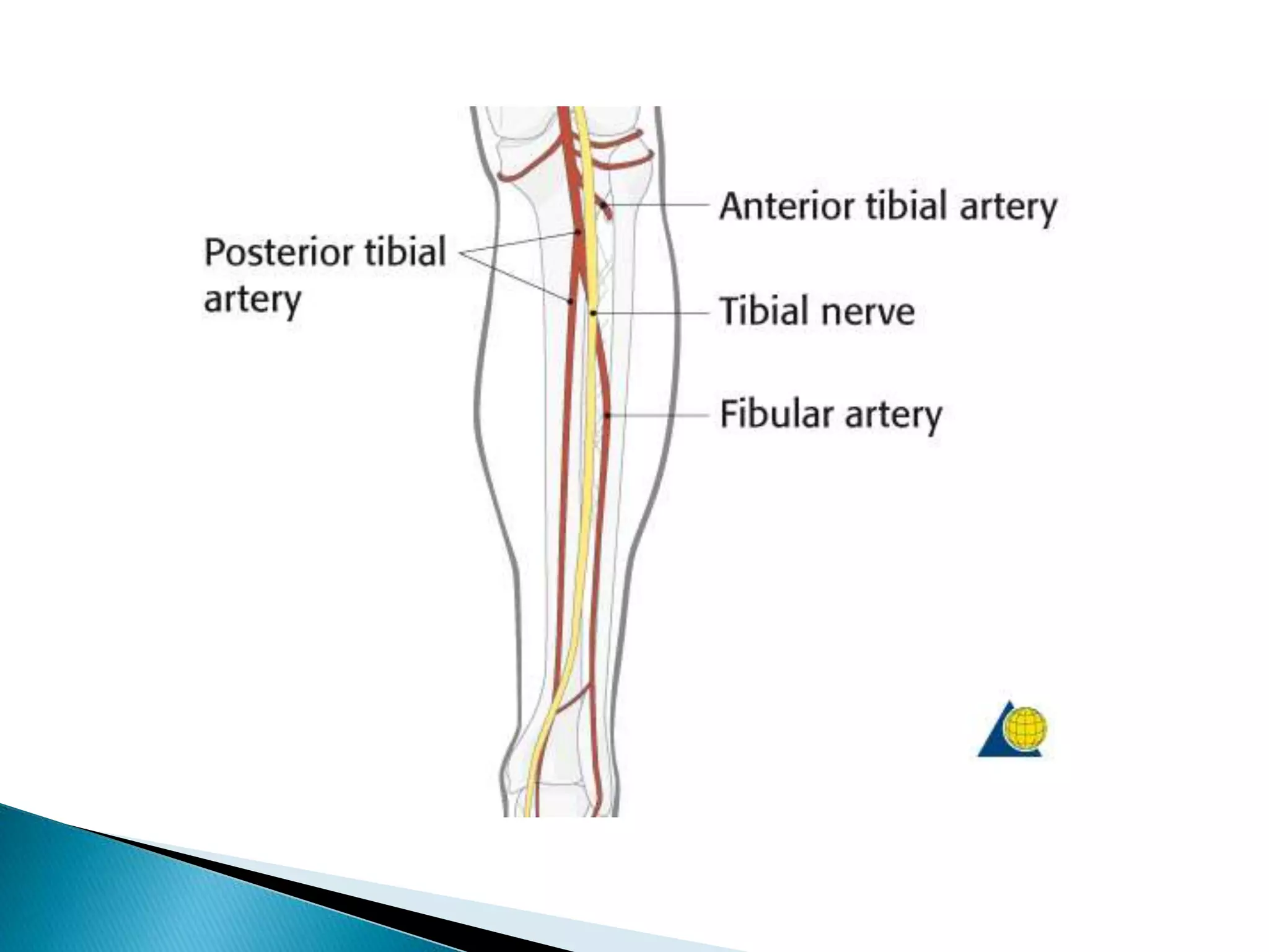 Arteria tibial anterior, pedia, tronco tibio peroneo y arcos plantares ...