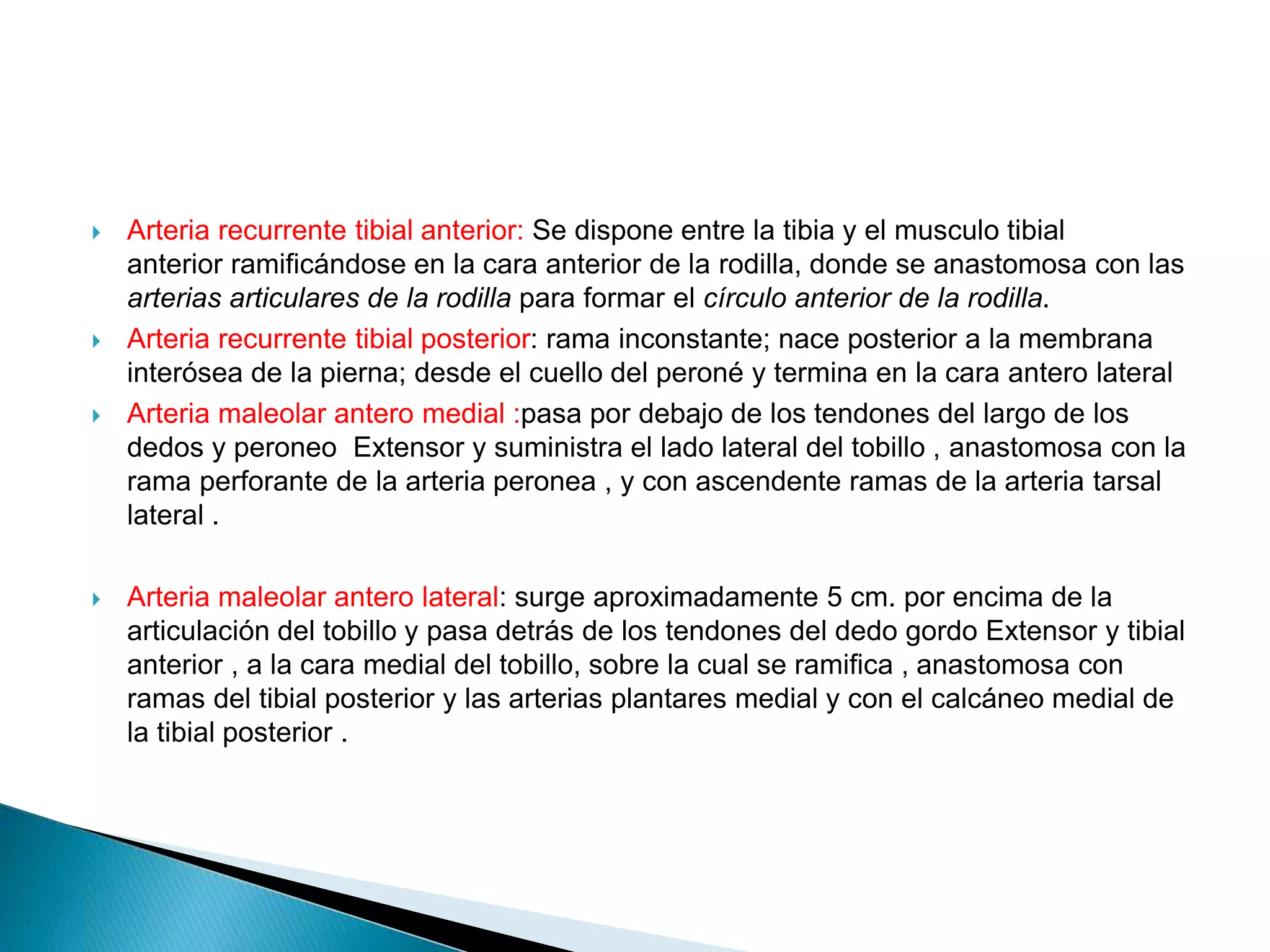 Arteria tibial anterior, pedia, tronco tibio peroneo y arcos plantares ...