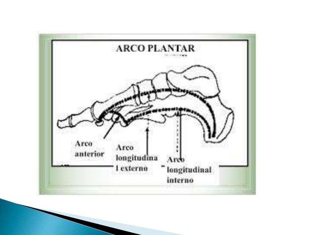 Arteria tibial anterior, pedia, tronco tibio peroneo y arcos plantares ...