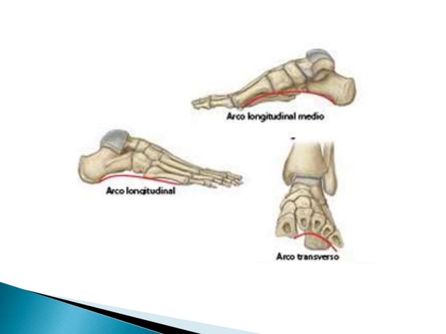 Arteria tibial anterior, pedia, tronco tibio peroneo y arcos plantares ...