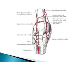 Arteria tibial anterior, pedia, tronco tibio peroneo y arcos plantares ...