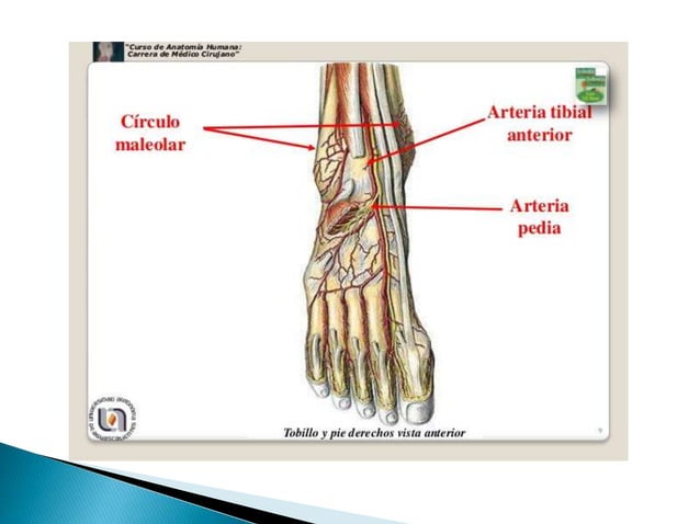 Arteria tibial anterior, pedia, tronco tibio peroneo y arcos plantares