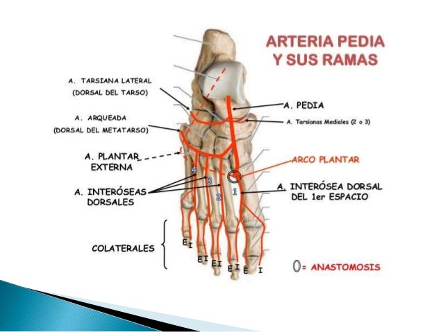Arteria tibial anterior, pedia, tronco tibio peroneo y arcos plantares