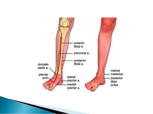 Anterior Tibial Artery