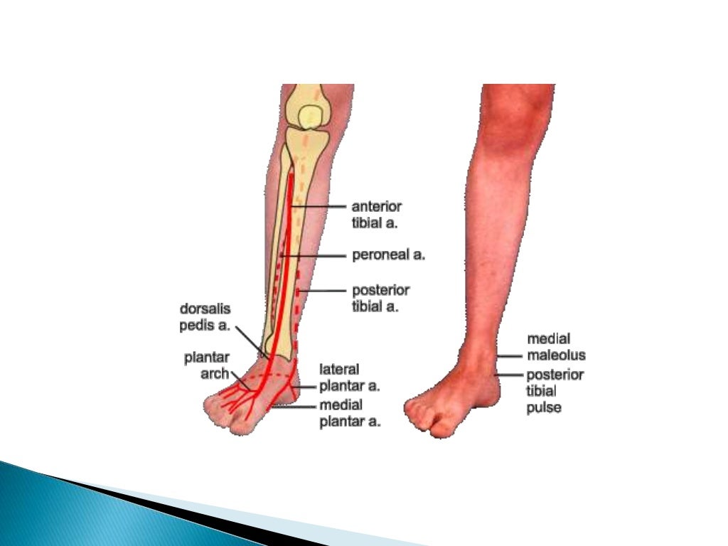 Arteria tibial anterior, pedia, tronco tibio peroneo y arcos plantares