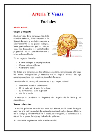 Arteria y venas faciales | DOCX