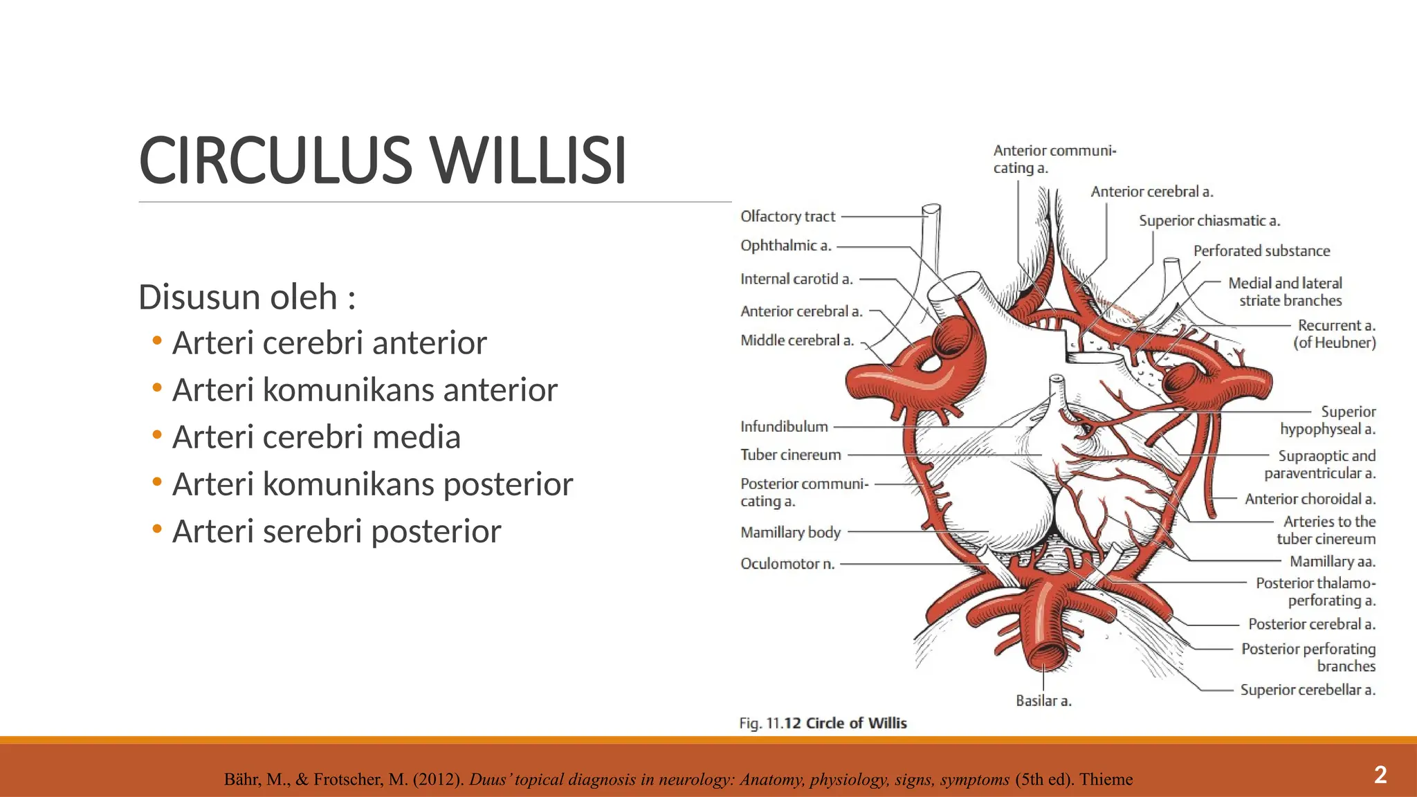 Arteri Cerebri Posterior Muhammad Dhiya Rahadian.pptx