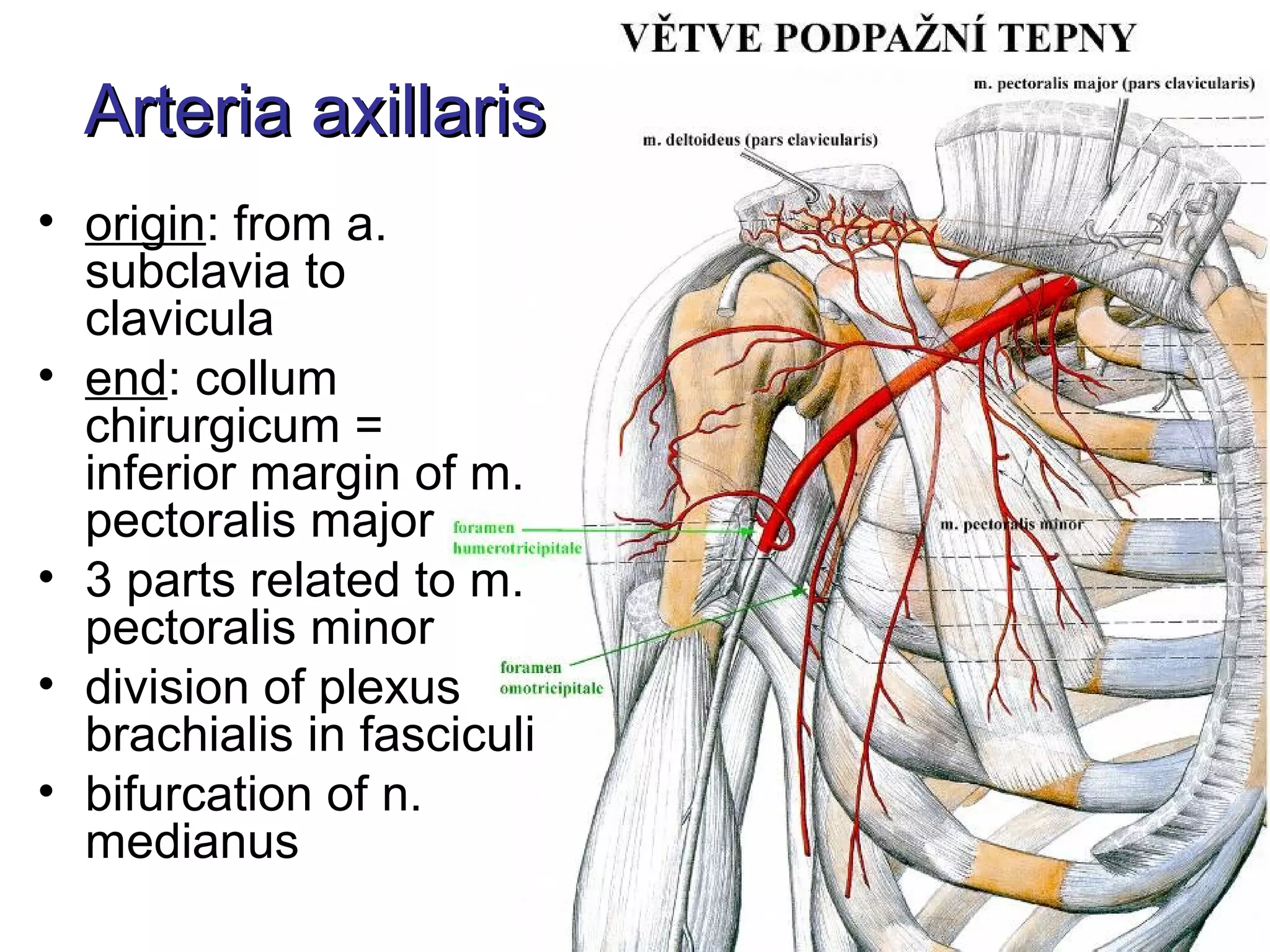 Arteries of human body - Arterije tela | PPT