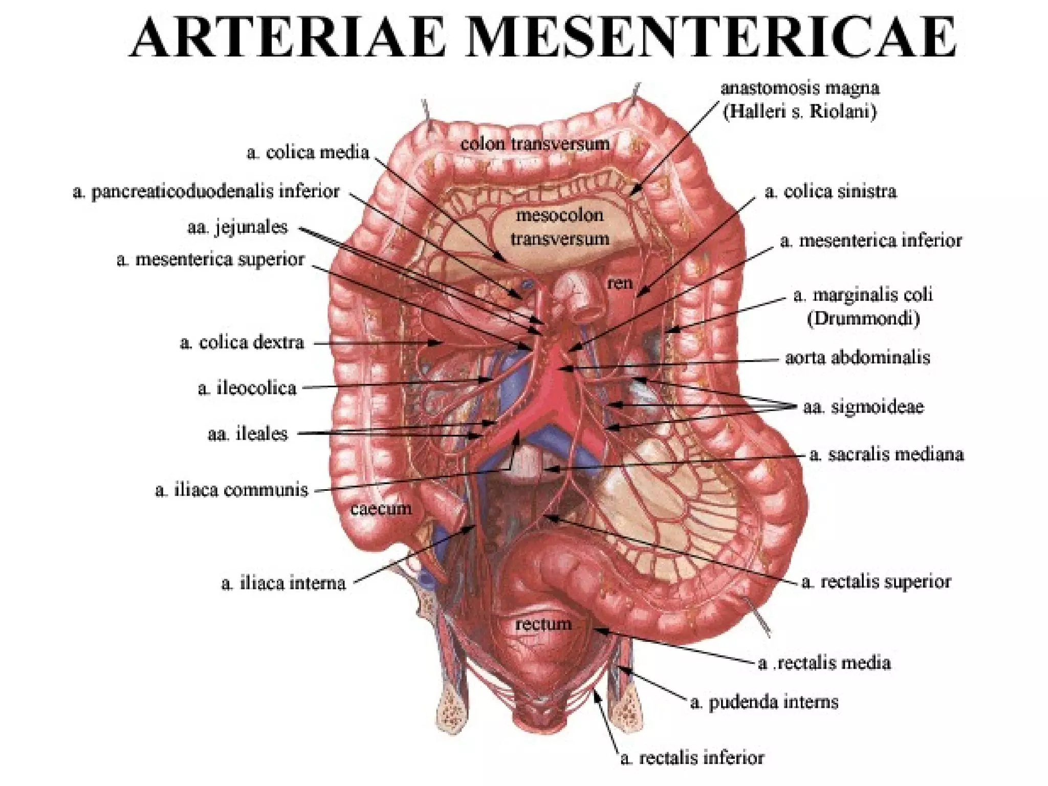 Arteries of human body - Arterije tela | PPT