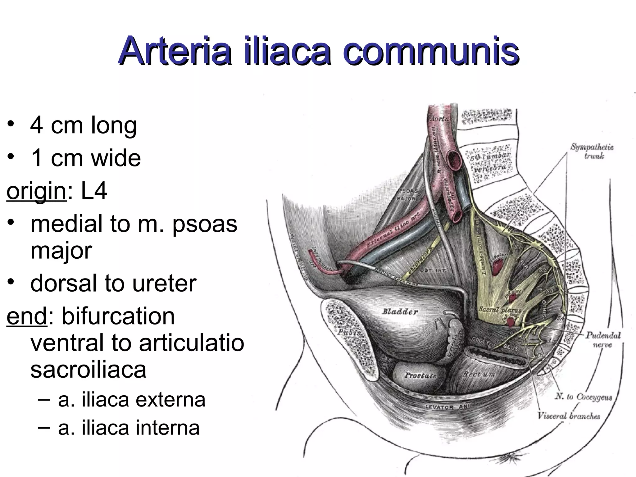 Arteries of human body - Arterije tela | PPT