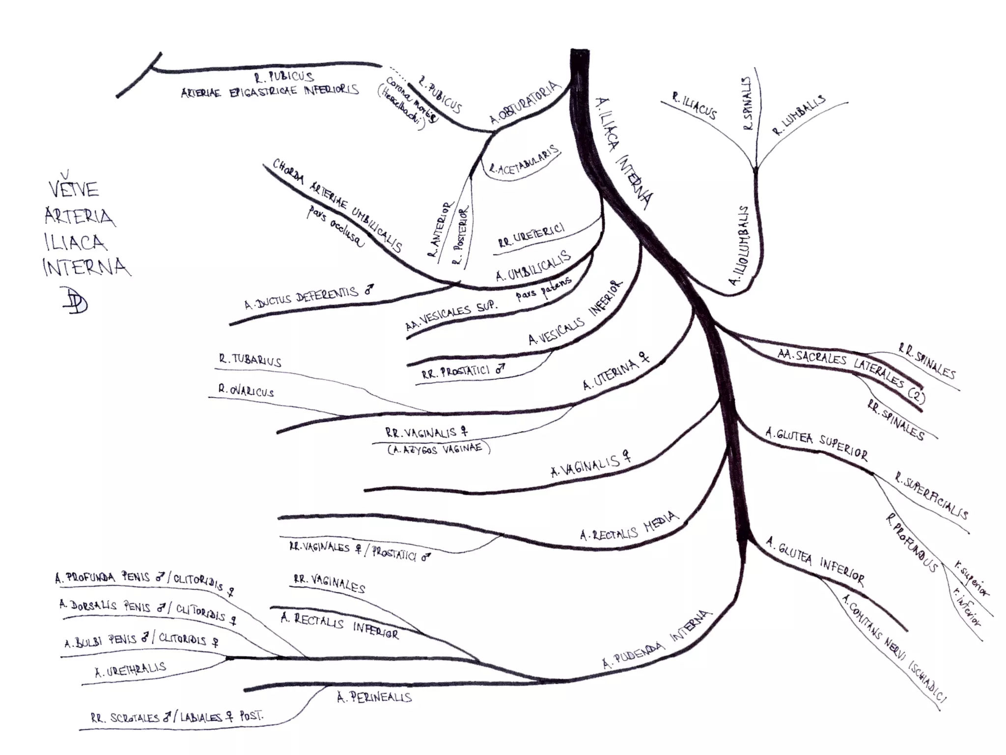 Arteries of human body - Arterije tela | PPT