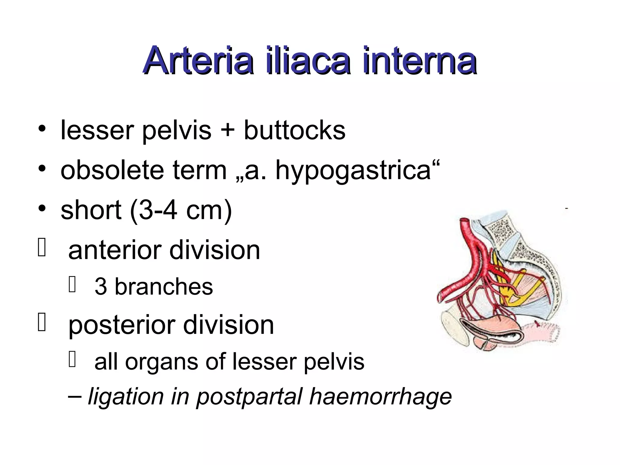 Arteries of human body - Arterije tela | PPT