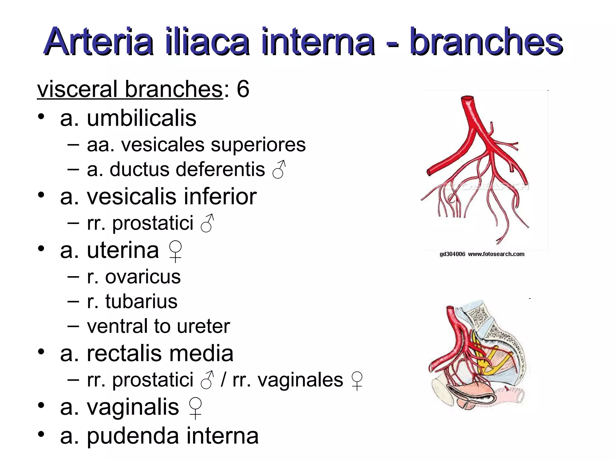 Arteries of human body - Arterije tela | PPT