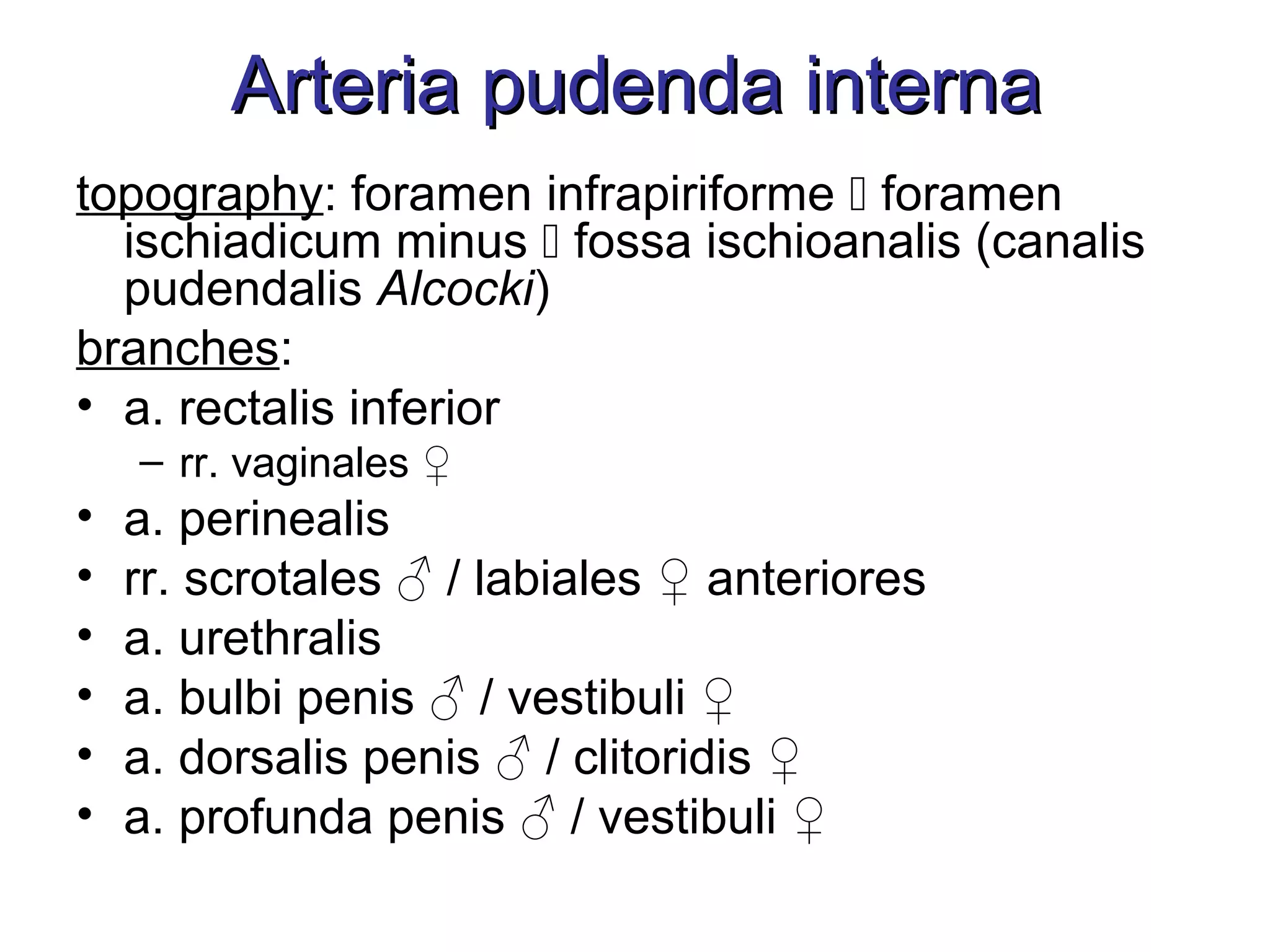 Arteries of human body - Arterije tela | PPT