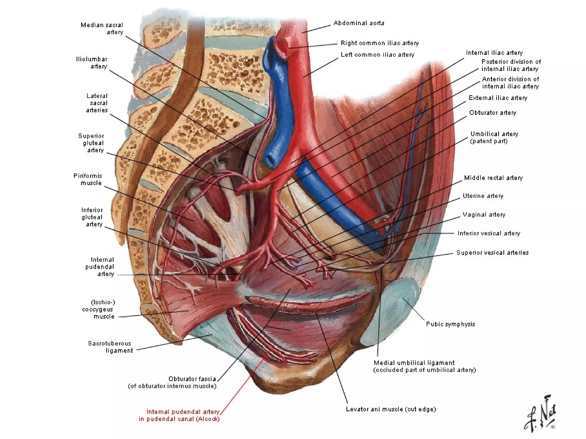 Arteries of human body - Arterije tela | PPT
