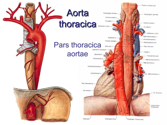 Arteries of human body - Arterije tela | PPT
