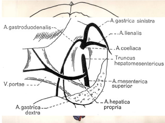 Arteries of human body - Arterije tela | PPT