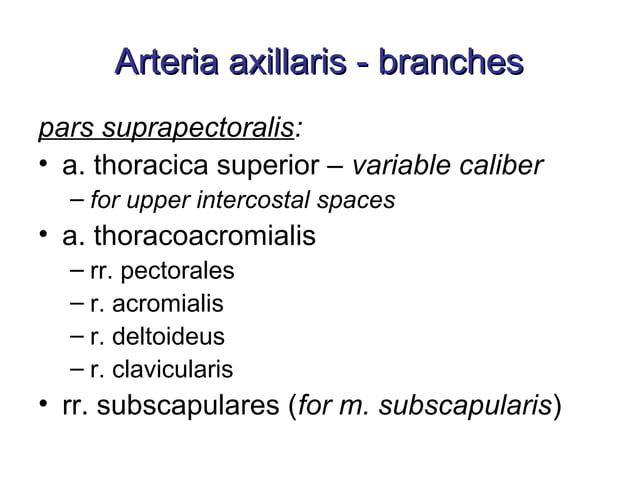 Arteries of human body - Arterije tela | PPT